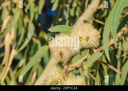 Bees Pollinating an Australian Sugar Gum Tree(Eucalyptus cladocalyx ...