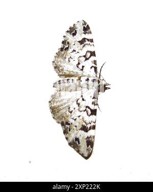 Carpet Moths (Larentiinae) Insecta Stock Photo - Alamy
