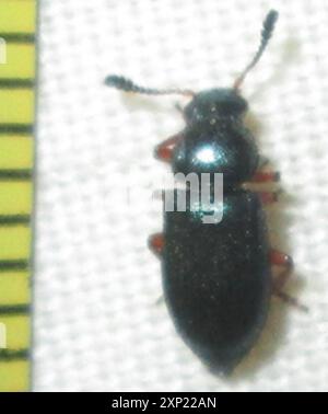 Redlegged Ham Beetle (Necrobia rufipes) Insecta Stock Photo - Alamy