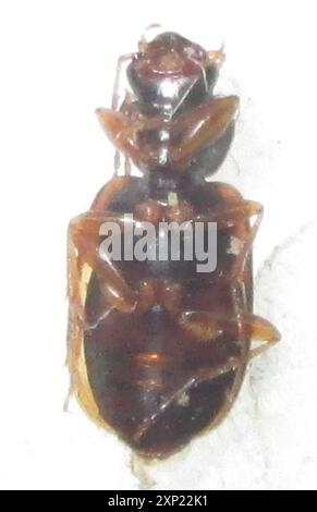 (Amblystomus amabilis) Insecta Stock Photo - Alamy