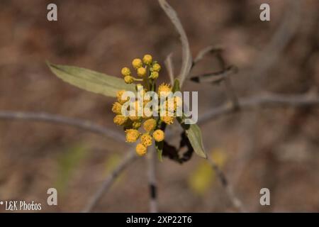 (Psiadia altissima) Plantae Stock Photo - Alamy