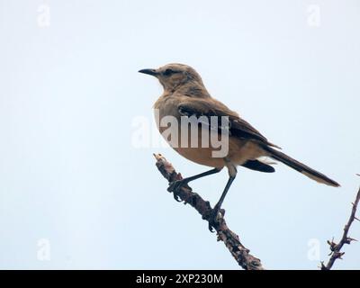 Patagonian Mockingbird (Mimus patagonicus) Aves Stock Photo - Alamy