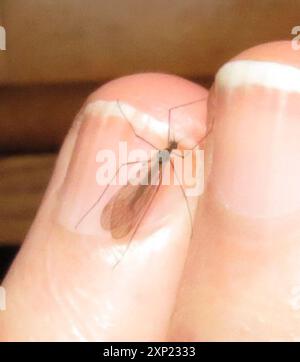 Winter Crane Flies (Trichoceridae) Insecta Stock Photo - Alamy