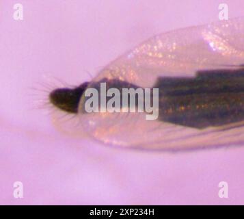 Winter Midges (Diamesa) Insecta Stock Photo - Alamy