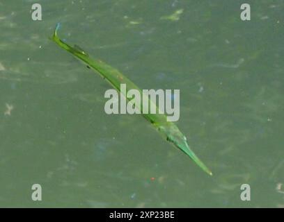 Needlefishes (Belonidae) Actinopterygii Stock Photo - Alamy