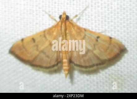 Bean-leaf Webworm Moth (Omiodes indicata) Insecta Stock Photo - Alamy