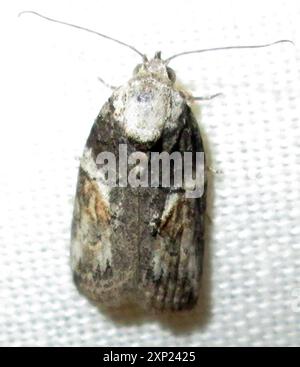 Tufted Moths (Nolidae) Insecta Stock Photo - Alamy