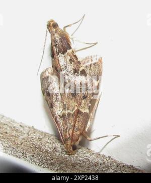 Meal Moths (Pyralis) Insecta Stock Photo - Alamy