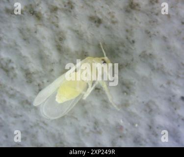 Silverleaf Whitefly (Bemisia argentifolii) Insecta Stock Photo - Alamy