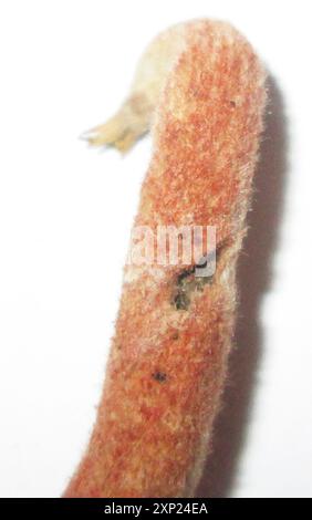 silver terminalia (Terminalia sericea) Plantae Stock Photo - Alamy