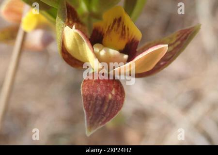 Mini Harlequin (Eulophia parviflora) Plantae Stock Photo - Alamy