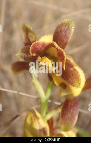 Mini Harlequin (Eulophia parviflora) Plantae Stock Photo - Alamy
