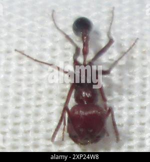 Hotrod Ants (Ocymyrmex) Insecta Stock Photo - Alamy