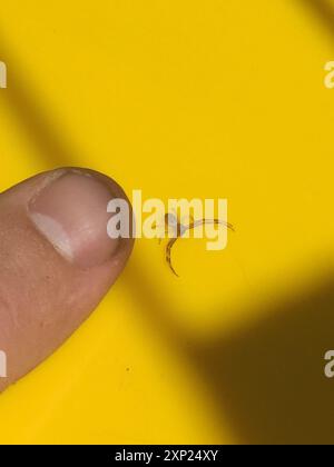Flower Spiders (Diaea) Arachnida Stock Photo - Alamy