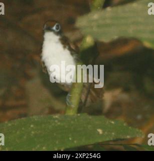 Bicolored Antbird (Gymnopithys bicolor), Aves, Corregimiento de ...