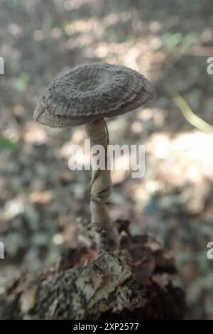 (Lignosus sacer) Fungi Stock Photo - Alamy