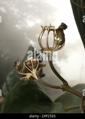 motley meriania (Meriania nobilis) Plantae Stock Photo - Alamy