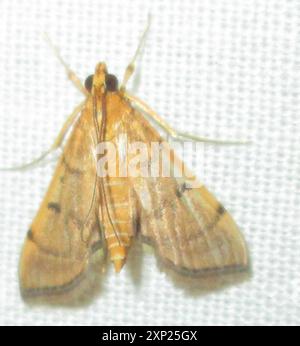 Bean-leaf Webworm Moth (Omiodes indicata) Insecta Stock Photo - Alamy