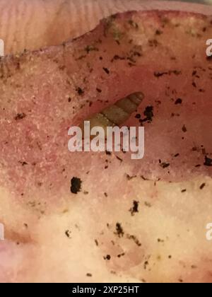 Awl Snails and Allies (Subulininae) Mollusca Stock Photo - Alamy