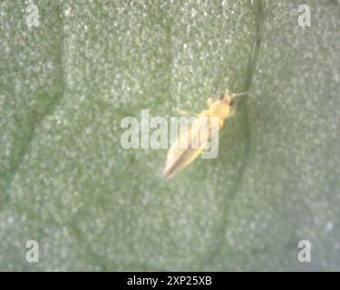 Chilli Thrips (Scirtothrips dorsalis) Insecta Stock Photo - Alamy