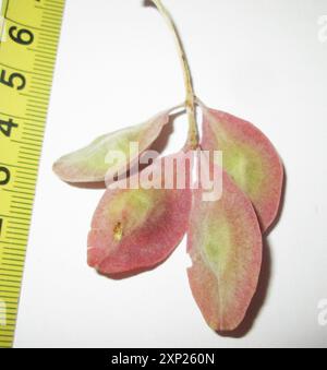 silver terminalia (Terminalia sericea) Plantae Stock Photo - Alamy
