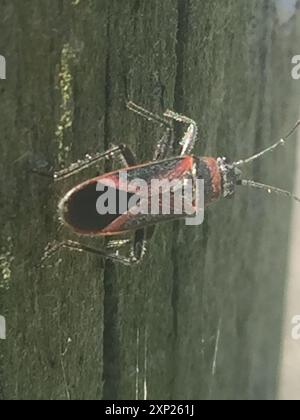 Swan plant seed bug (Arocatus rusticus Stock Photo - Alamy