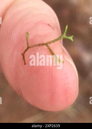 Floating Crystalwort (Riccia fluitans), Plantae, Wielki Kack, Gdynia ...