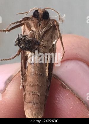Pasture Porina (Wiseana cervinata) Insecta Stock Photo - Alamy