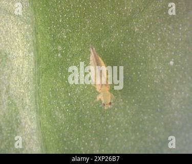 Chilli Thrips (Scirtothrips dorsalis) Insecta Stock Photo - Alamy