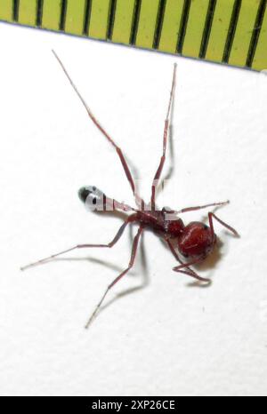 Hotrod Ants (Ocymyrmex) Insecta Stock Photo - Alamy