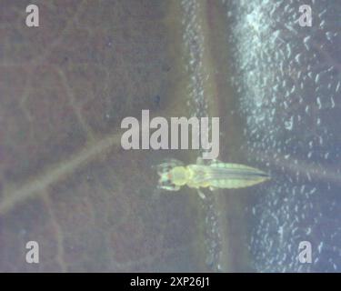 Chilli Thrips (Scirtothrips dorsalis) Insecta Stock Photo - Alamy