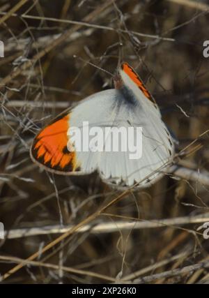 Desert Orange Tip (Colotis evagore) Insecta Stock Photo - Alamy