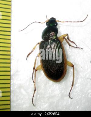 Frog-eater Ground Beetles (Epomis) Insecta Stock Photo - Alamy