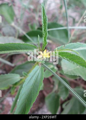 Wild Jute (Corchorus tridens) Plantae Stock Photo - Alamy