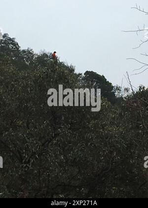 Scarlet Minivet (Pericrocotus speciosus) Aves Stock Photo - Alamy