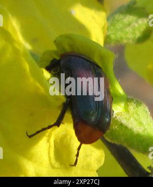 Small Fruit Chafers (Leucocelis) Insecta Stock Photo - Alamy