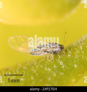 Potato Psyllid (Bactericera cockerelli) Insecta Stock Photo - Alamy