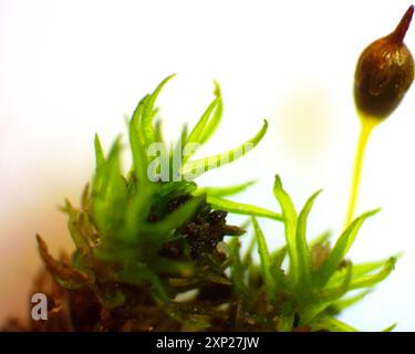 Incurved Grizzled Moss (Ptychomitrium incurvum) Plantae Stock Photo - Alamy