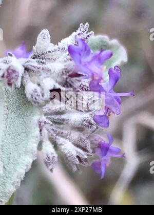 desert lavender (Condea emoryi) Plantae Stock Photo - Alamy
