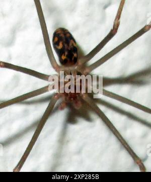 Northern Violin Spider (Loxosceles simillima) Arachnida Stock Photo - Alamy