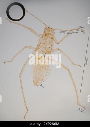 Pine Needle Aphids (Eulachnus) Insecta Stock Photo - Alamy