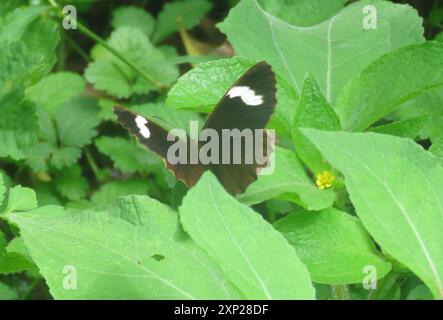 White-bar Mountain Satyr (Pedaliodes palaepolis) Insecta Stock Photo ...