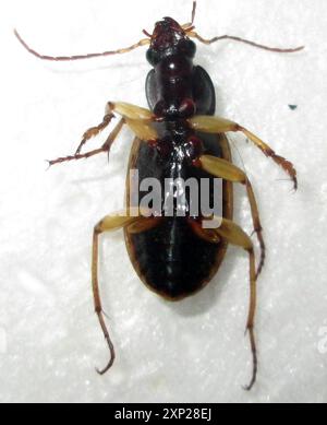 Frog-eater Ground Beetles (Epomis) Insecta Stock Photo - Alamy