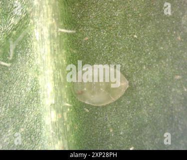 Whiteflies (Aleyrodidae) Insecta Stock Photo - Alamy