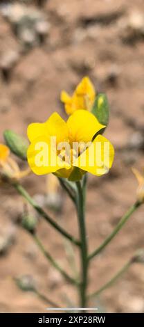 Moapa Bladderpod (Physaria tenella) Plantae Stock Photo - Alamy
