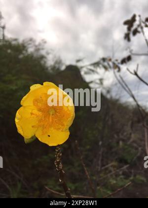 Buttercup Tree (Cochlospermum vitifolium) Plantae Stock Photo - Alamy