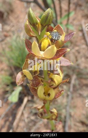 Mini Harlequin (Eulophia parviflora) Plantae Stock Photo - Alamy
