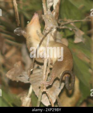 Mexican Mouse Opossum (Marmosa mexicana) Mammalia Stock Photo - Alamy