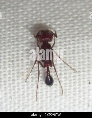 Hotrod Ants (Ocymyrmex) Insecta Stock Photo - Alamy