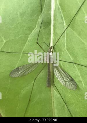 Large Crane Flies (Tipulidae) Insecta Stock Photo - Alamy